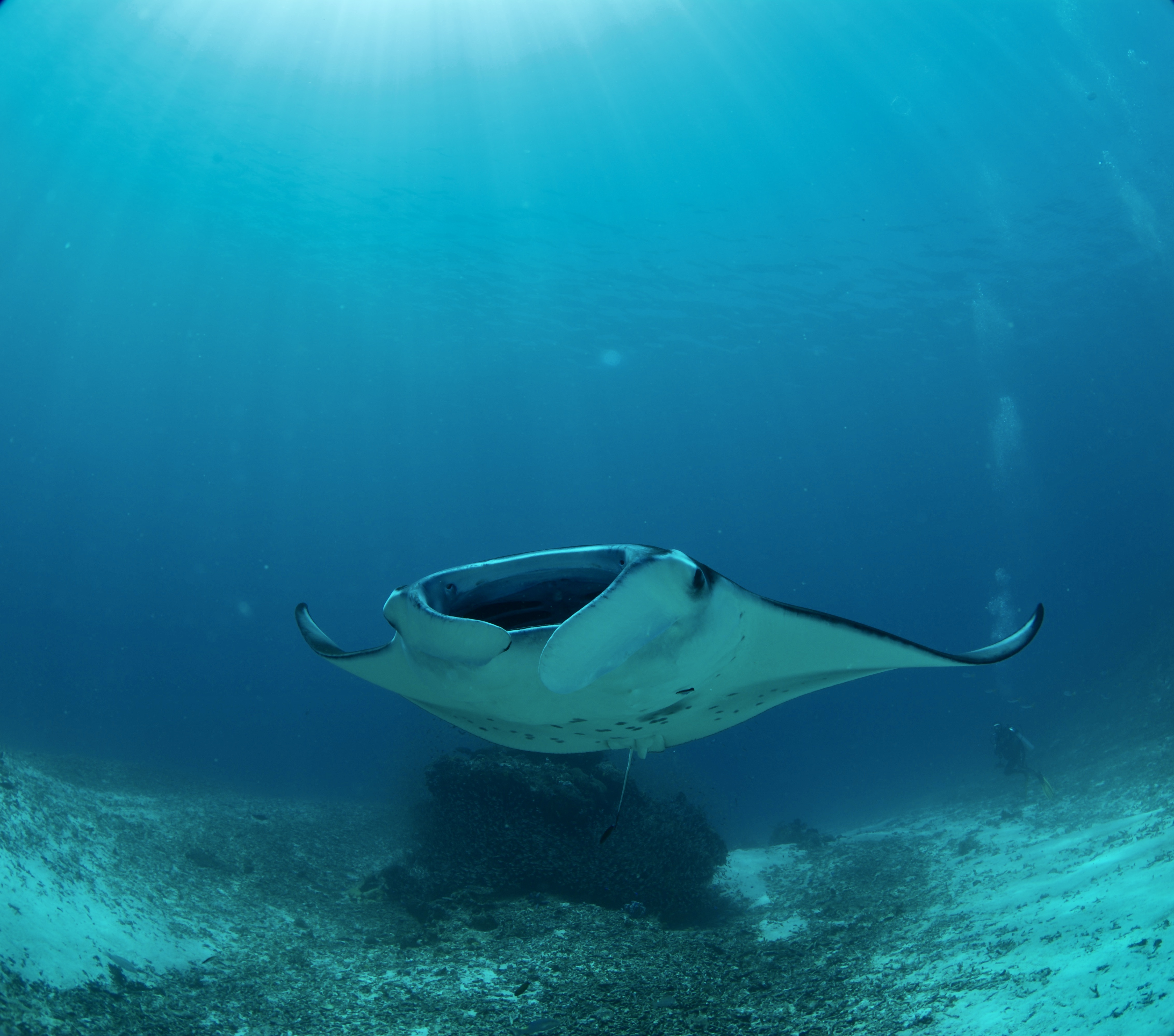 Manta – Diving World Red Sea